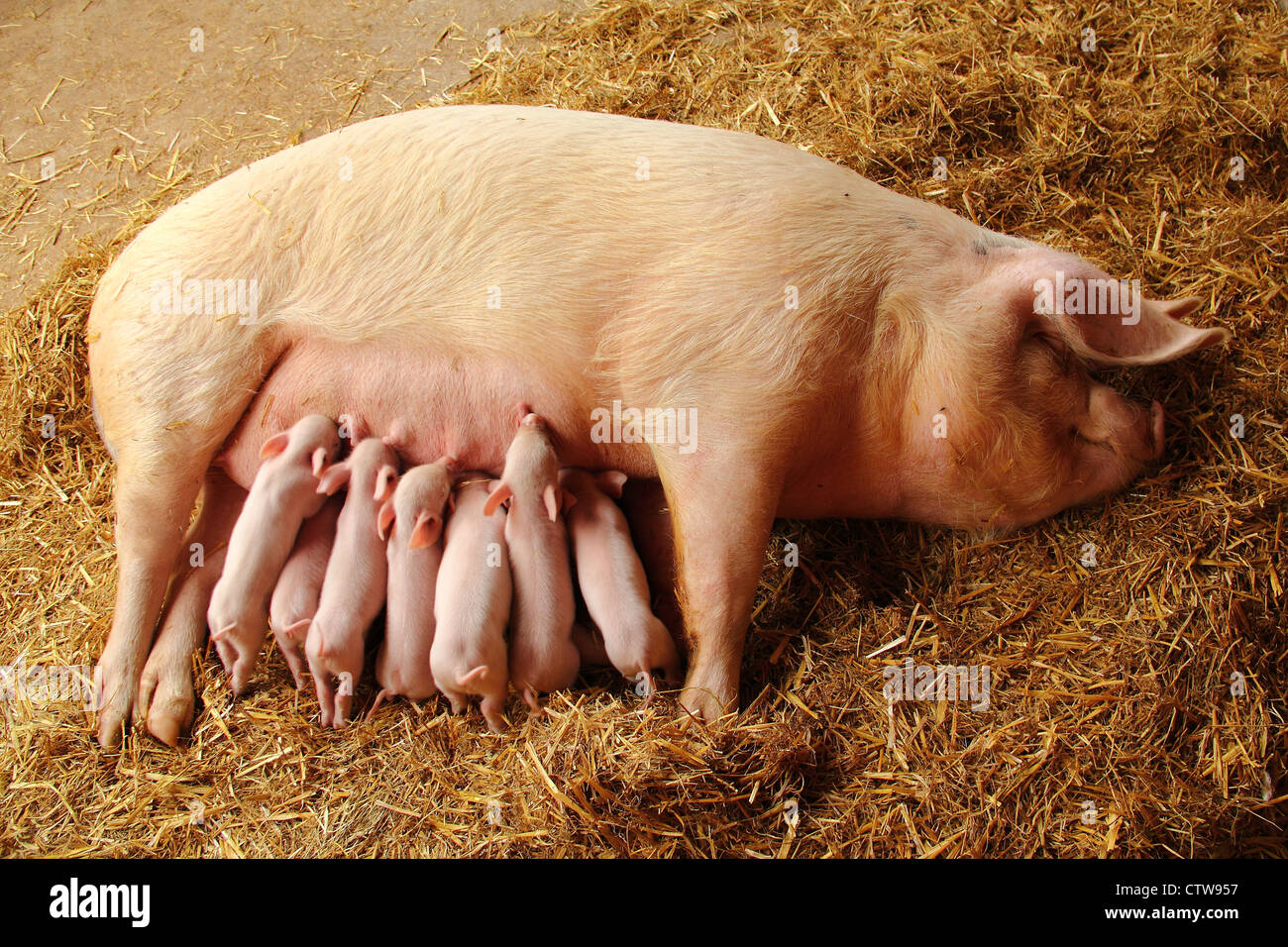 Sow suckling piglets straw hi-res stock photography and images - Alamy