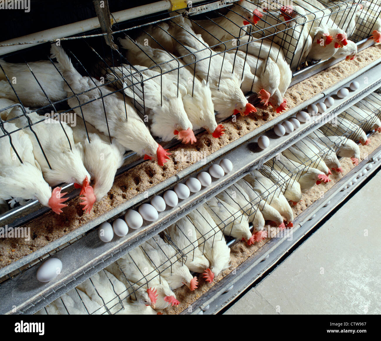 Egg Crate Layer High Resolution Stock Photography and Images - Alamy