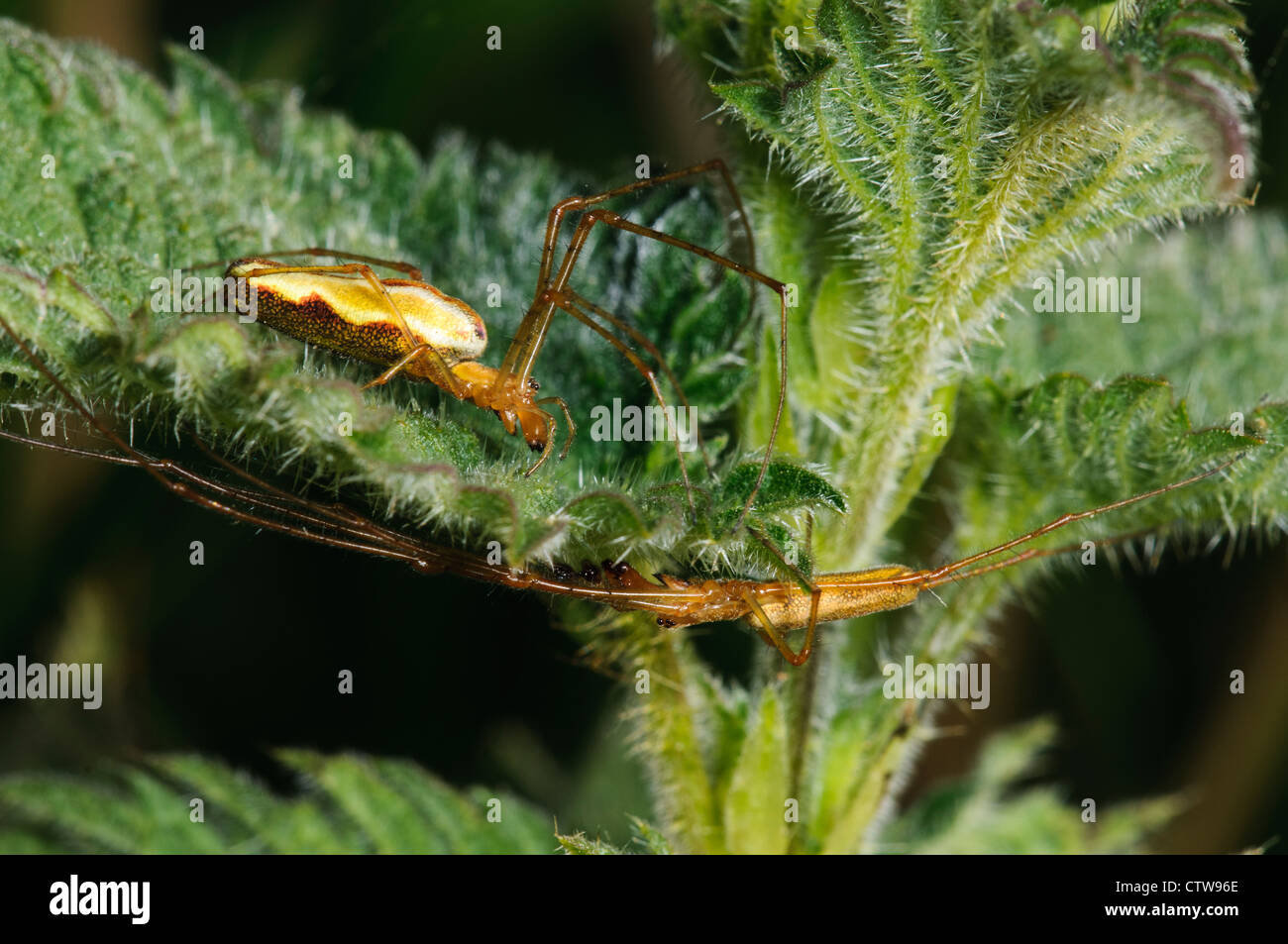 Two common stretch spiders (Tetragnatha extensa) either side of a ...