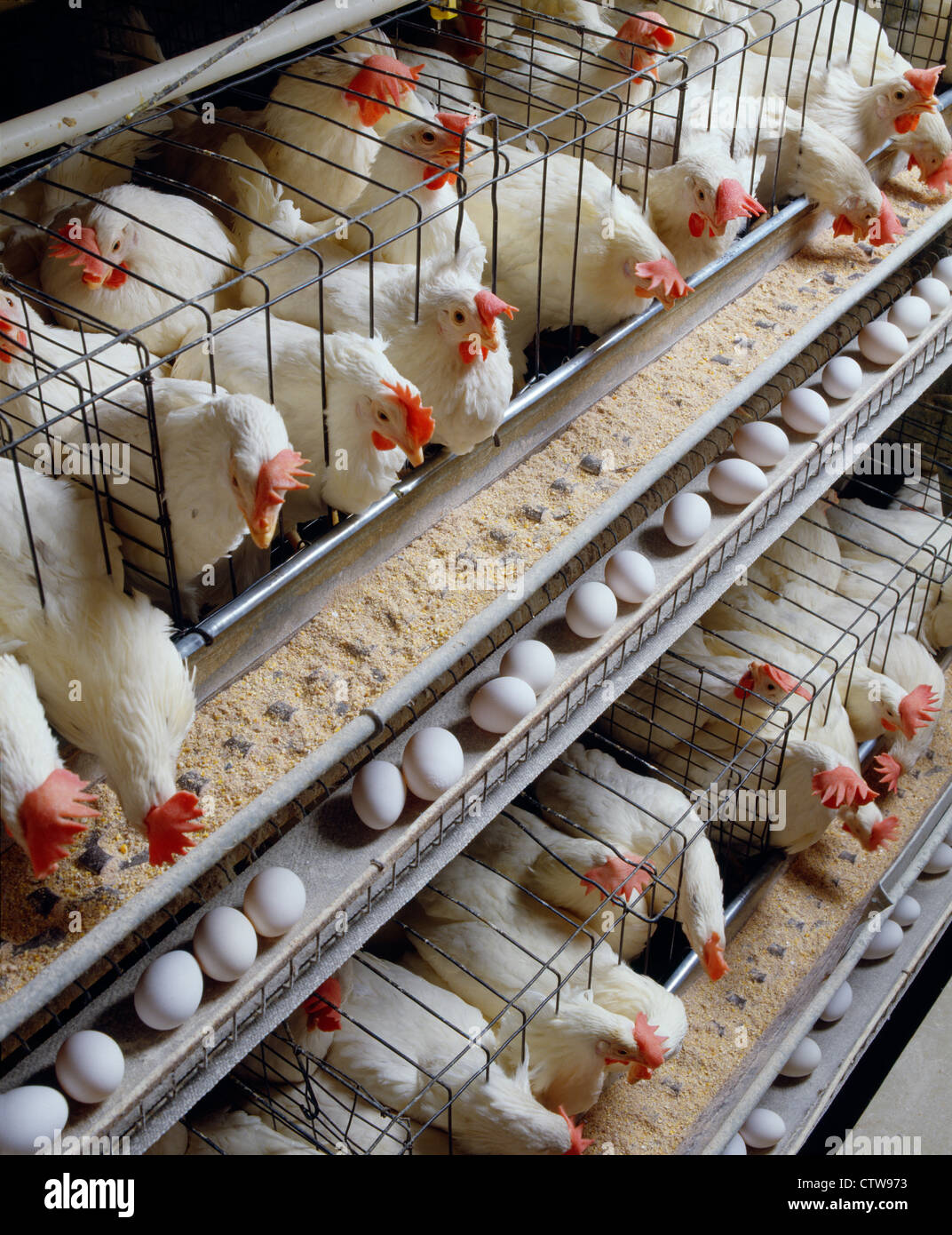 LAYER HOUSE WITH 22 WEEK OLD DEKALB DARK HENS / PENNSYLVANIA Stock ...