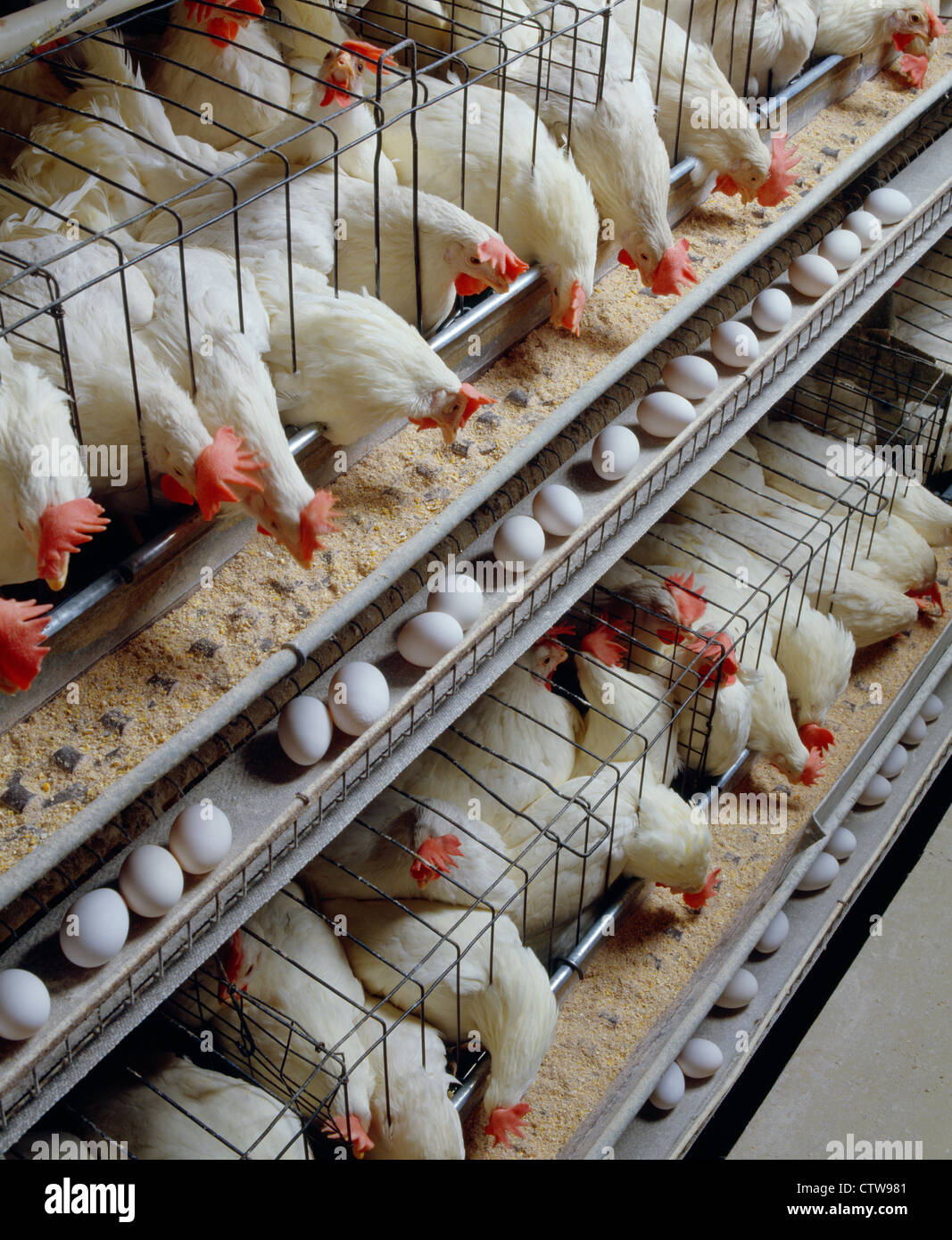 LAYER HOUSE WITH 22 WEEK OLD DEKALB DARK HENS / PENNSYLVANIA Stock ...