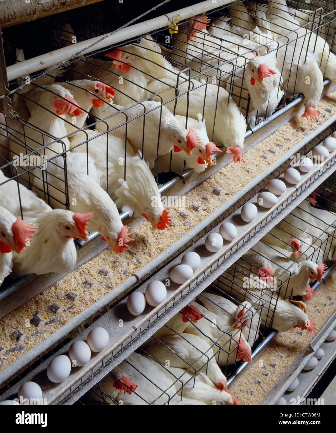 Egg Crate Layer High Resolution Stock Photography and Images - Alamy