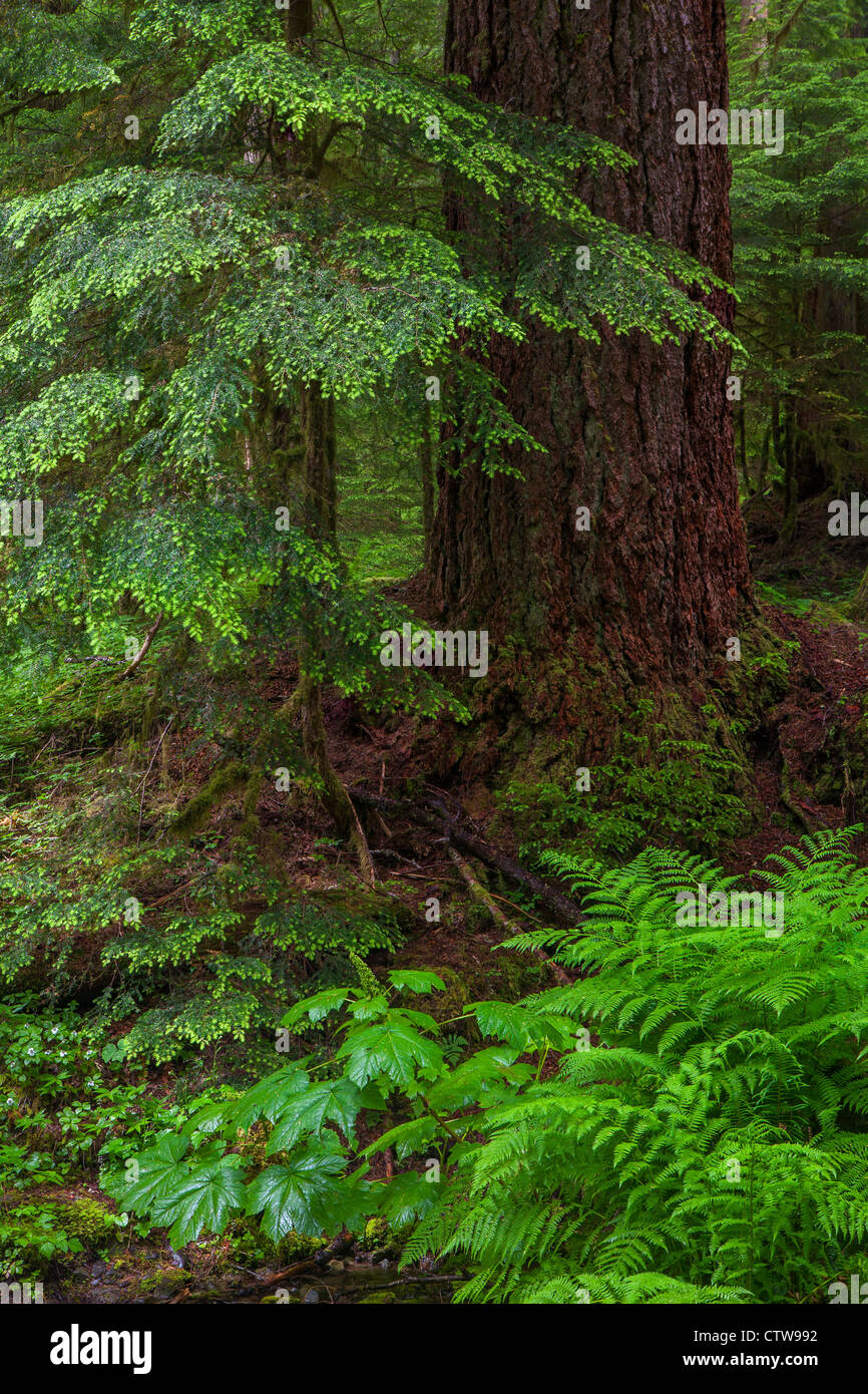 Olympic National Park, Washington: Old growth trees in the temperate ...