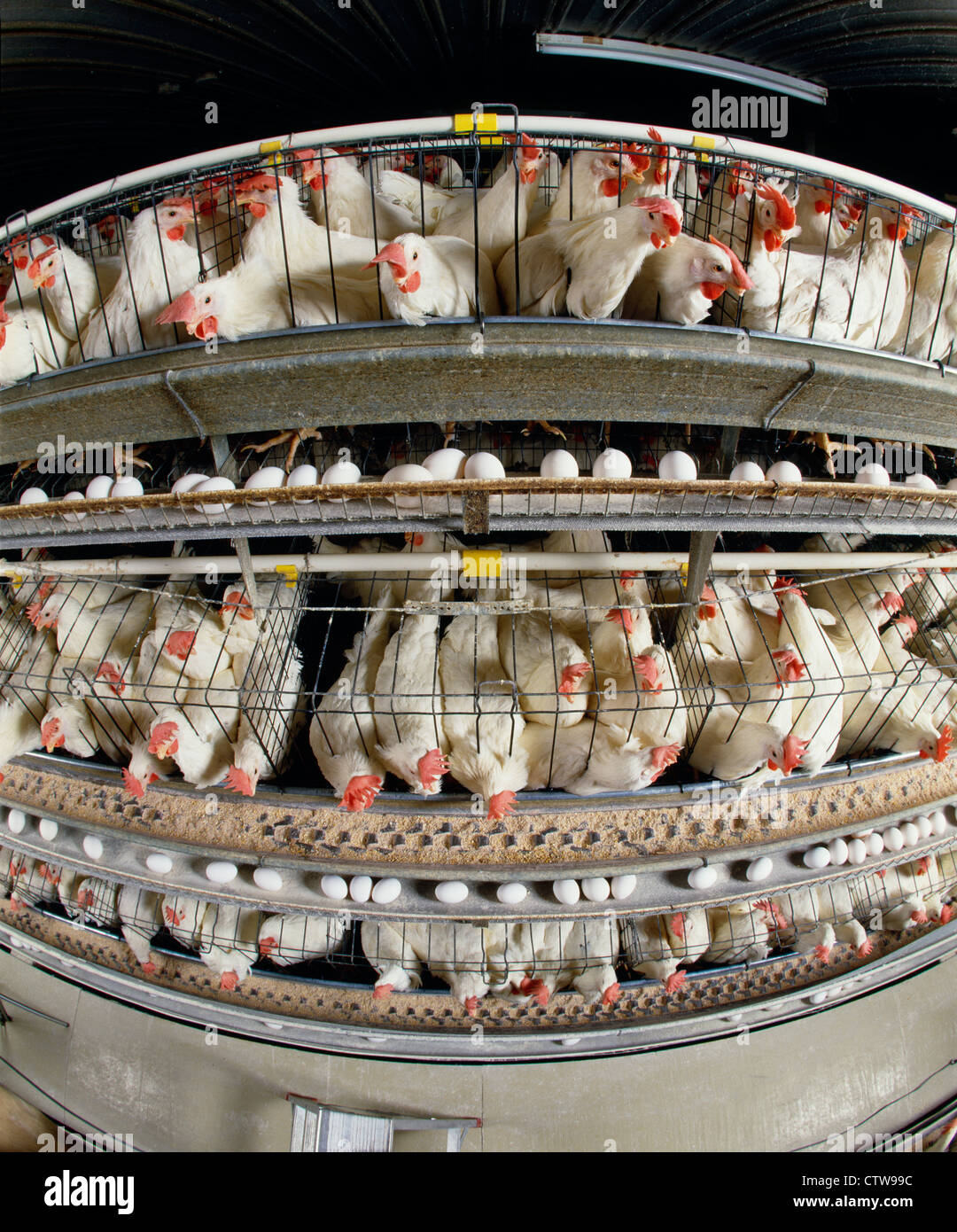 LAYER HOUSE WITH 22 WEEK OLD DEKALB DARK HENS / PENNSYLVANIA Stock ...