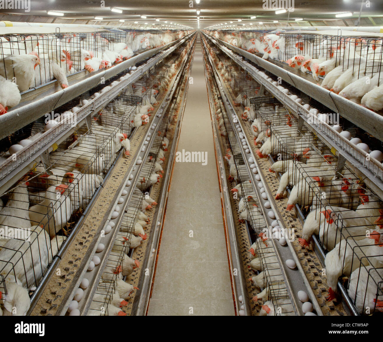 LAYER HOUSE WITH 22 WEEK OLD DEKALB DARK HENS / PENNSYLVANIA Stock ...