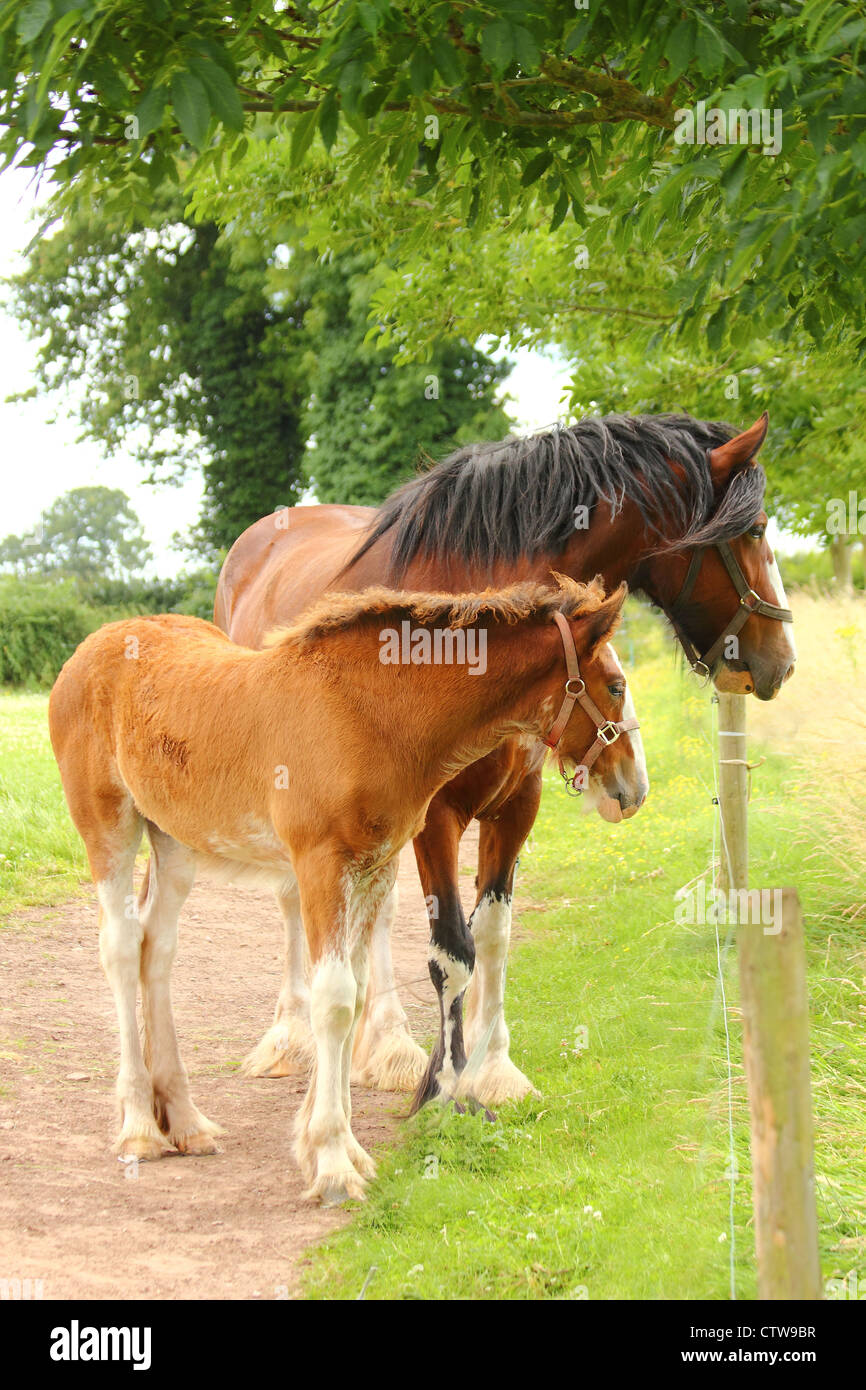 Shire mare hi-res stock photography and images - Alamy