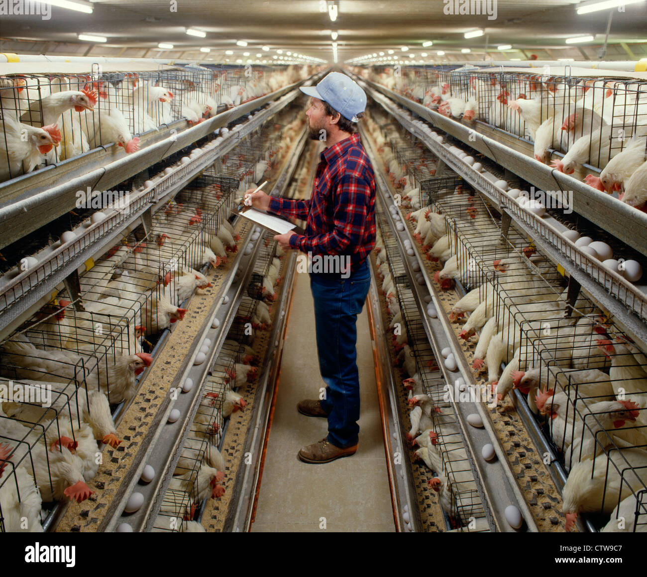 LAYER HOUSE WITH 22 WEEK OLD DEKALB DARK HENS / PENNSYLVANIA Stock ...