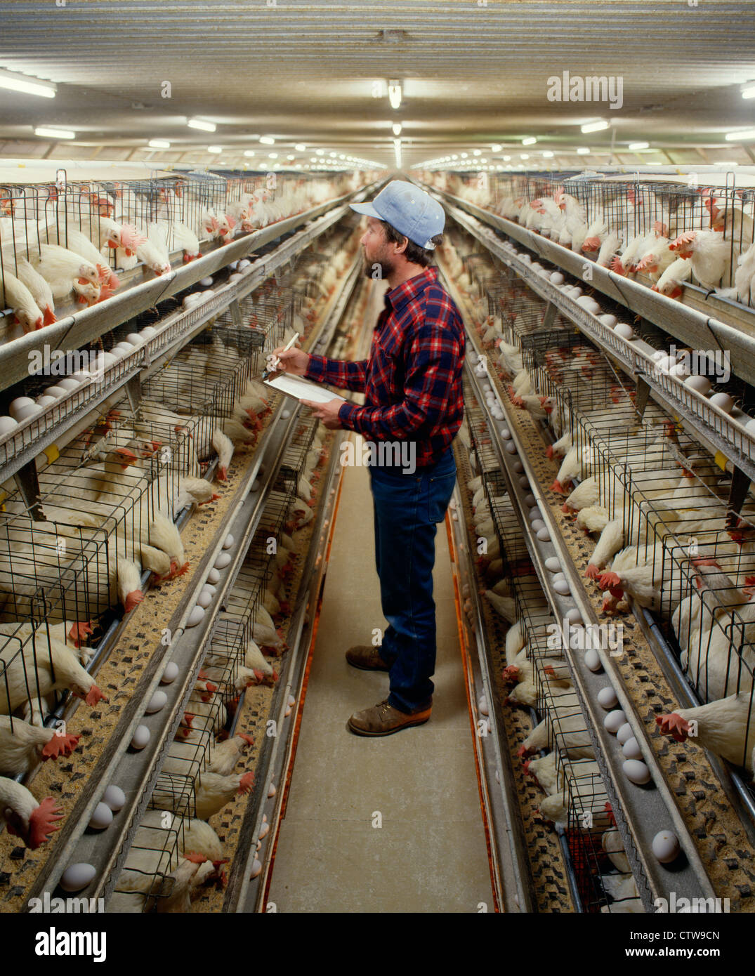 LAYER HOUSE WITH 22 WEEK OLD DEKALB DARK HENS / PENNSYLVANIA Stock ...