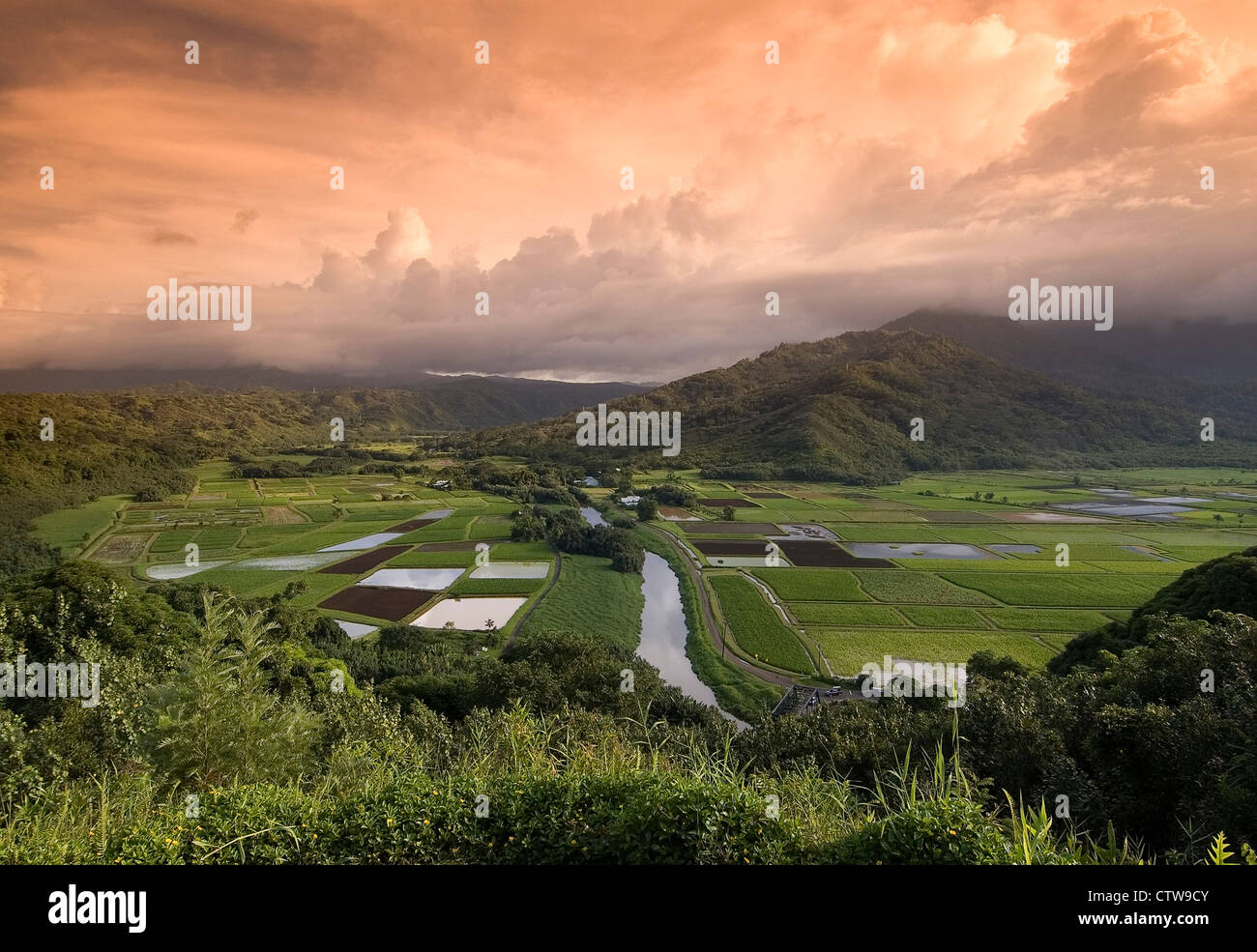 Taro Ponds High Resolution Stock Photography and Images - Alamy