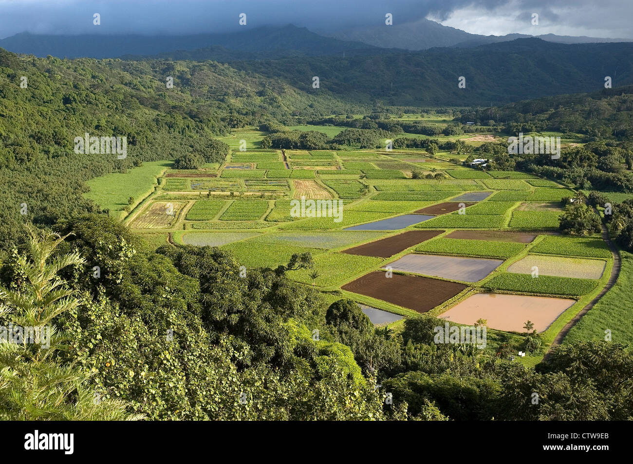 Hanalei taro patches hi-res stock photography and images - Alamy