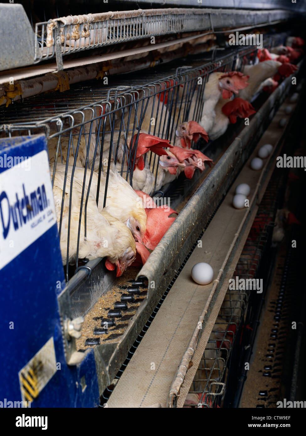 CLOSE-UP OF CHICKENS INSIDE LAYER OPERATION / PENNSYLVANIA Stock Photo ...