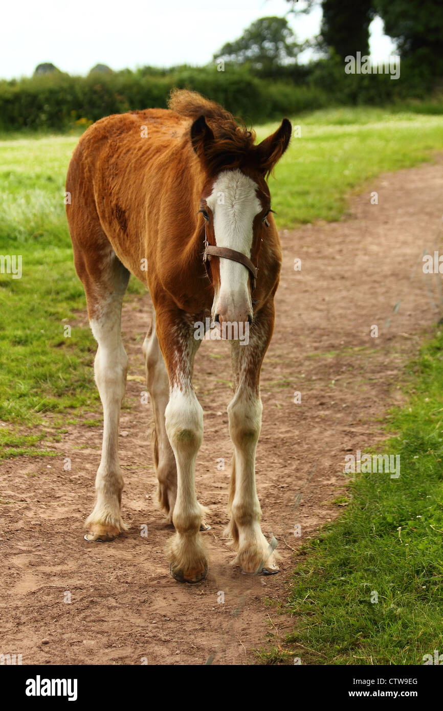young shire horse in field Stock Photo - Alamy