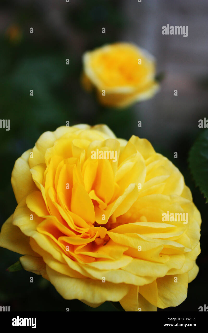Fresh rose flowers in a garden Stock Photo - Alamy