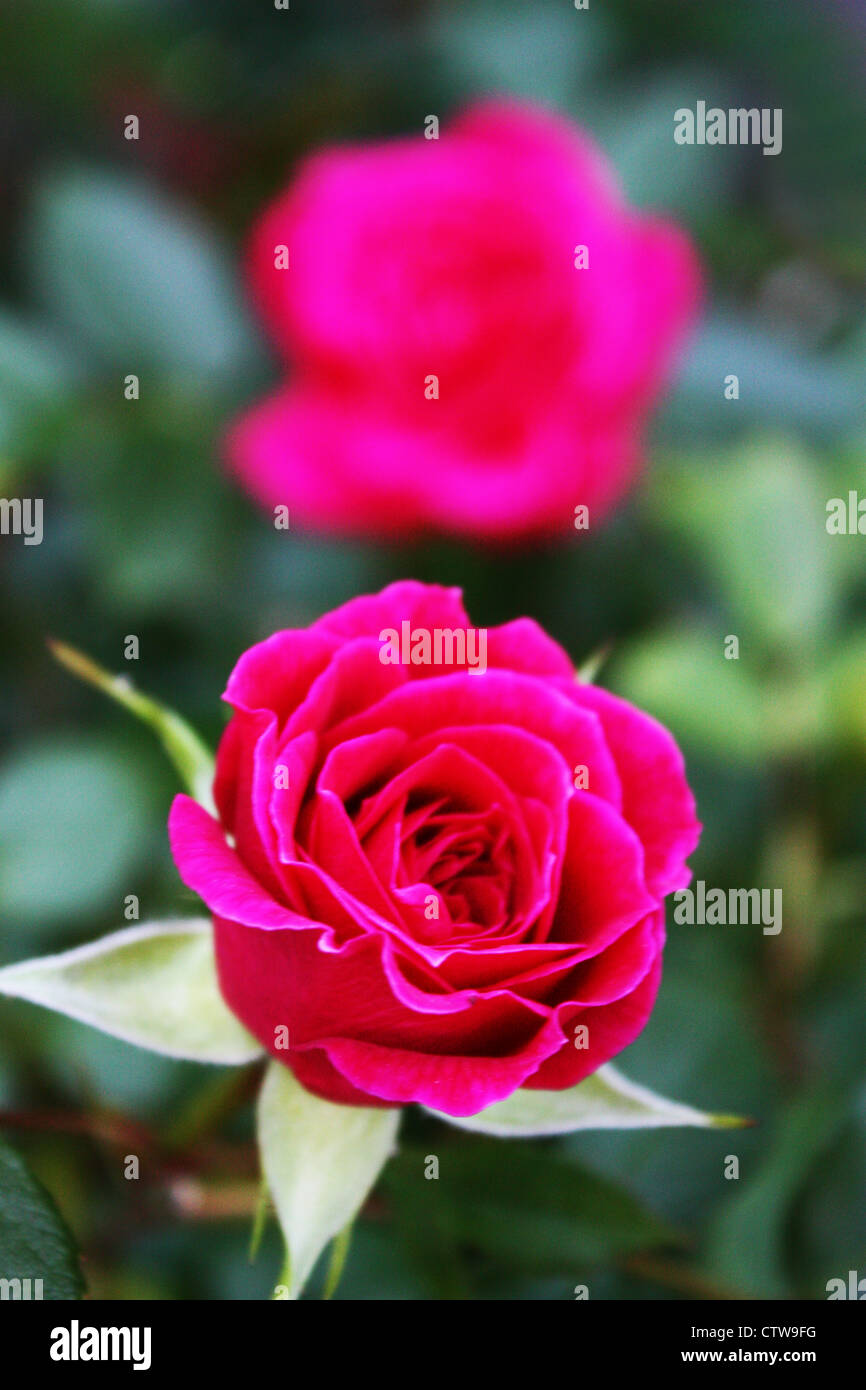 Fresh rose flowers in a garden Stock Photo - Alamy