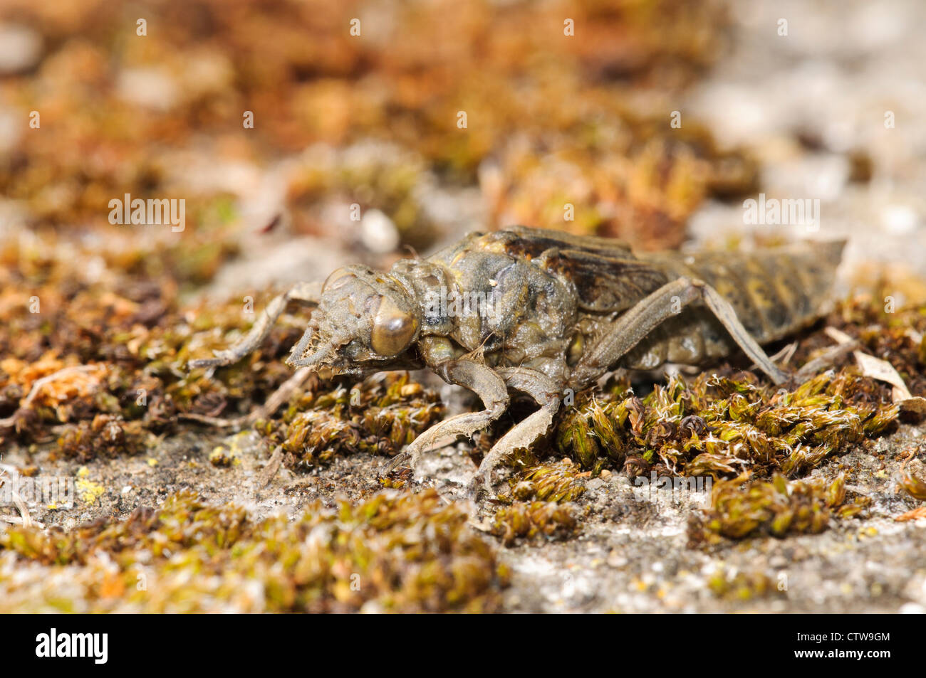 A club-tailed dragonfly (Gomphus vulgatissimus) larva climbing out of ...