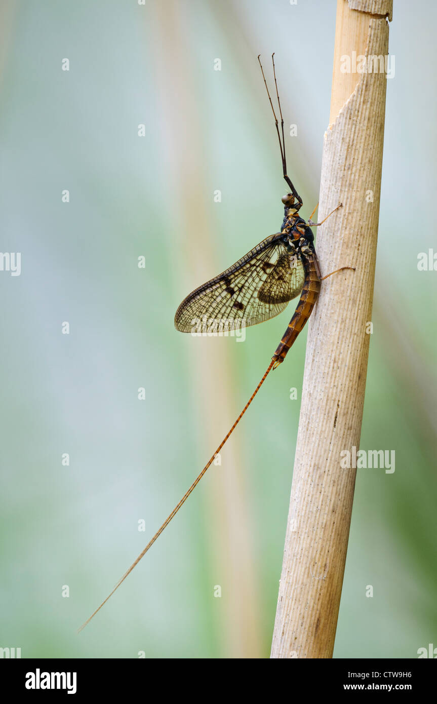 A male spinner of the dark mayfly (Ephemera vulgata) on a reed stem at ...