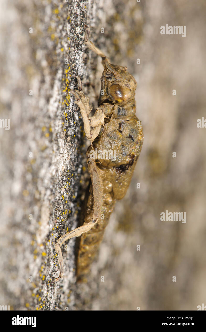 Club tailed dragonfly gomphus vulgatissimus larva hi-res stock ...