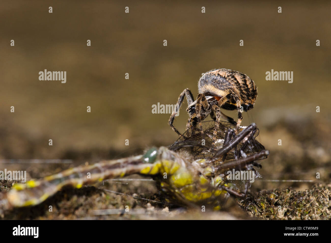 A freshly emerged club-tailed dragonfly (Gomphus vulgatissimus) caught ...