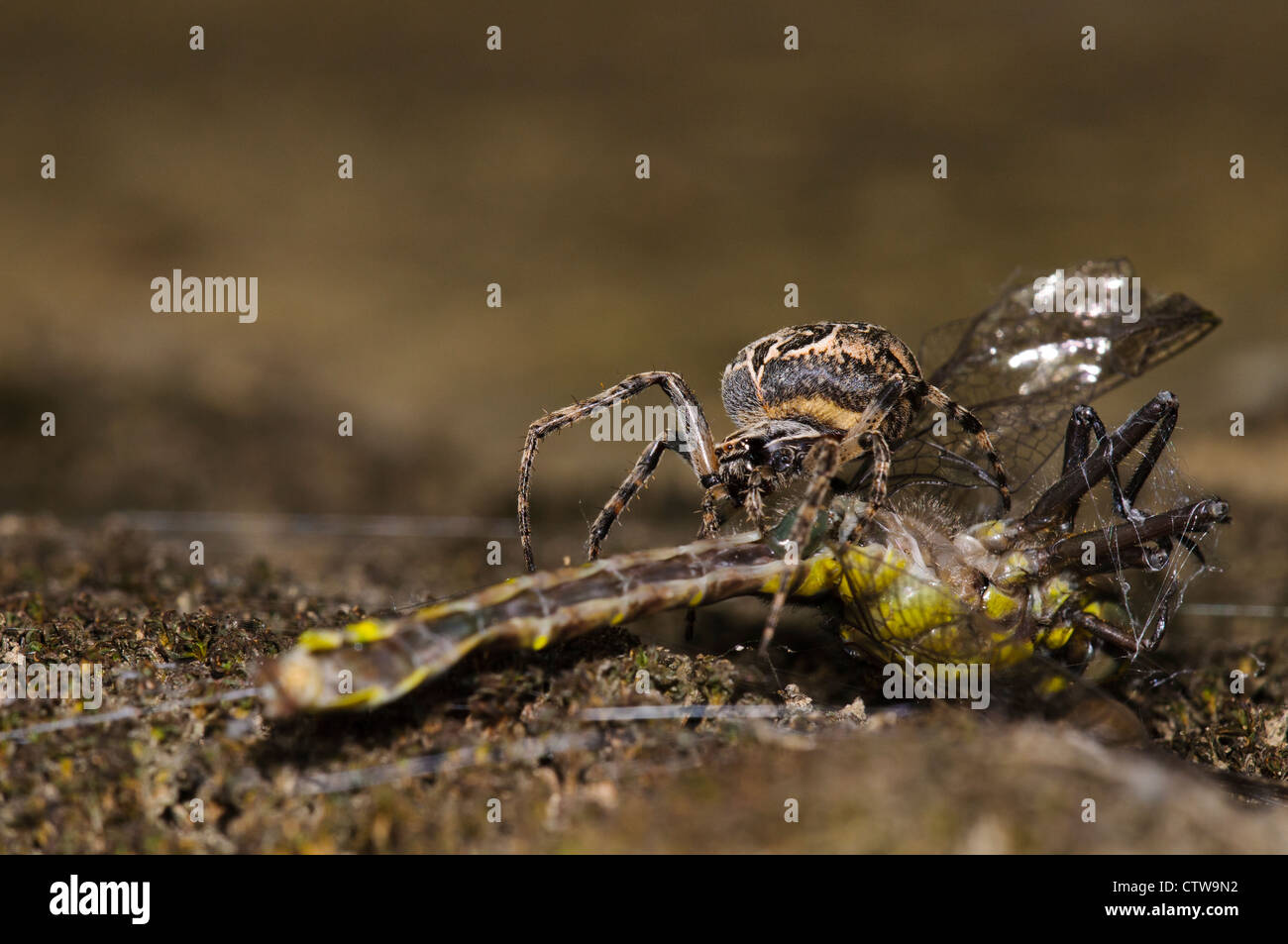 A freshly emerged club-tailed dragonfly (Gomphus vulgatissimus) caught ...