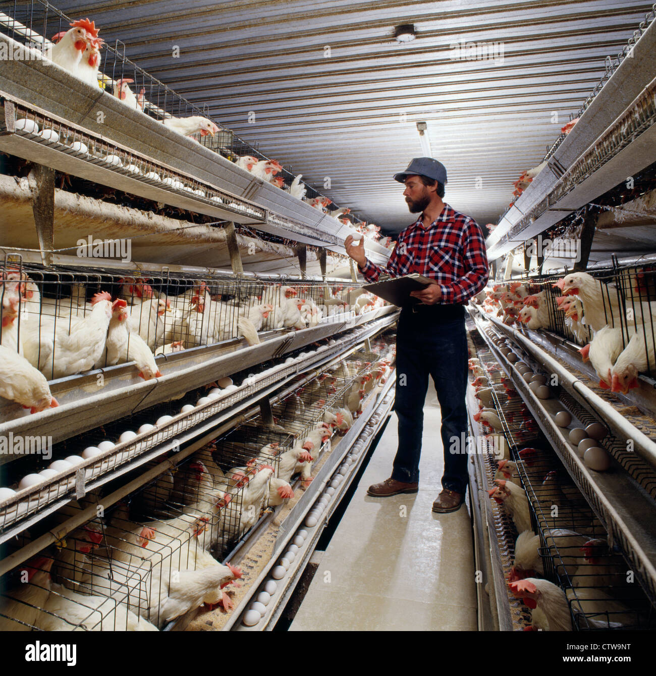 Pennsylvania chickens hi-res stock photography and images - Alamy