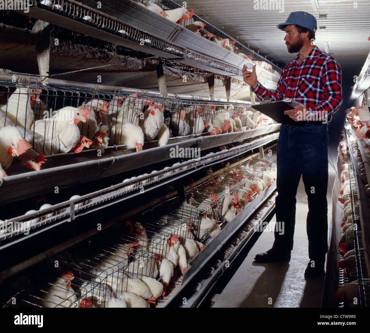 Pennsylvania chickens hi-res stock photography and images - Alamy