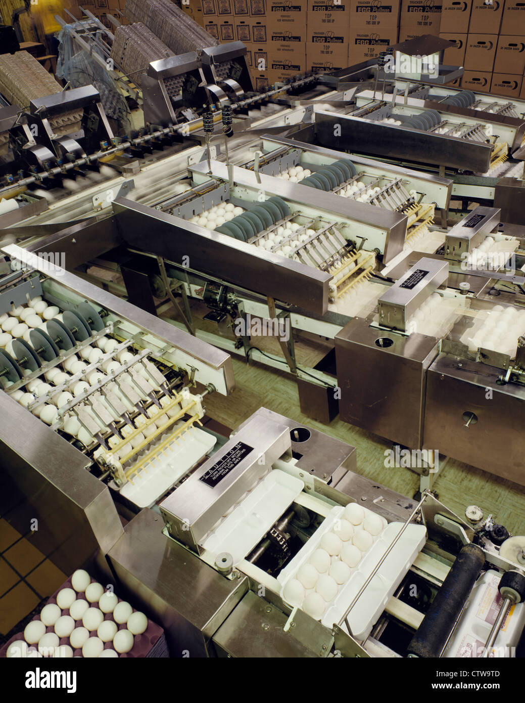 COMPUTERIZED EGG PROCESSING AND PACKAGING Stock Photo - Alamy