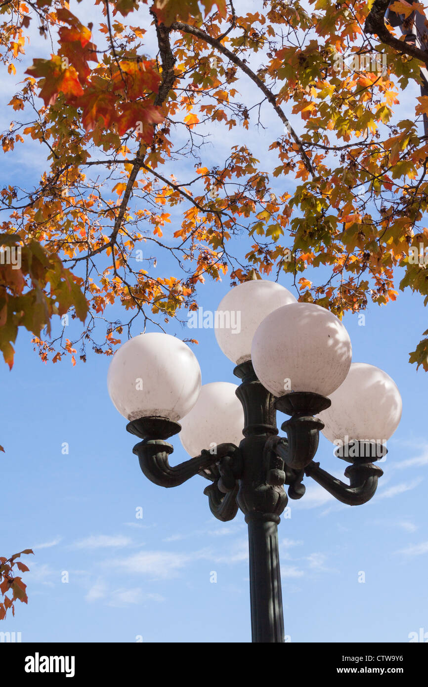 Acer Saccharum Autumn High Resolution Stock Photography and Images - Alamy