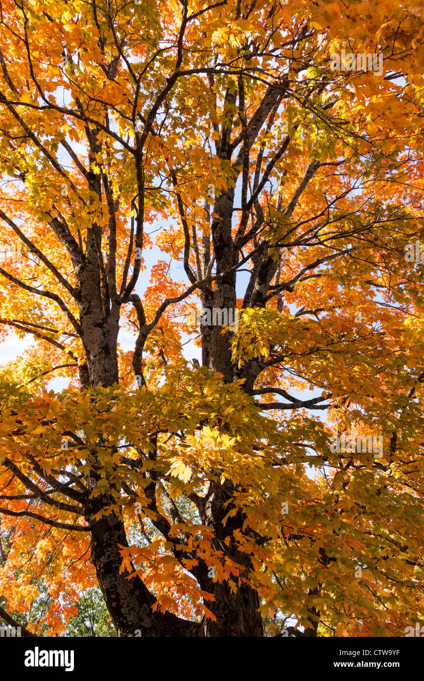 Autumn Color in Maple trees in Eureka Springs, Arkansas Stock Photo - Alamy