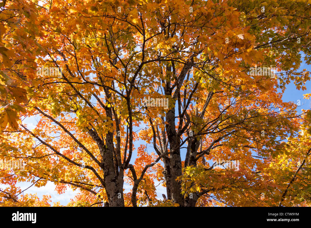 Autumn Color in Maple trees in Eureka Springs, Arkansas Stock Photo - Alamy