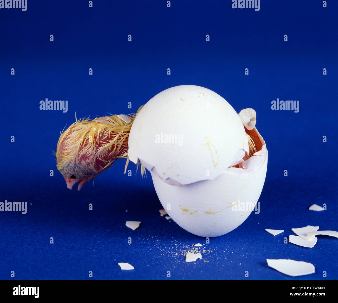 HATCHING HY-LINE WHITE LEGHORN LAYER CHICK Stock Photo - Alamy