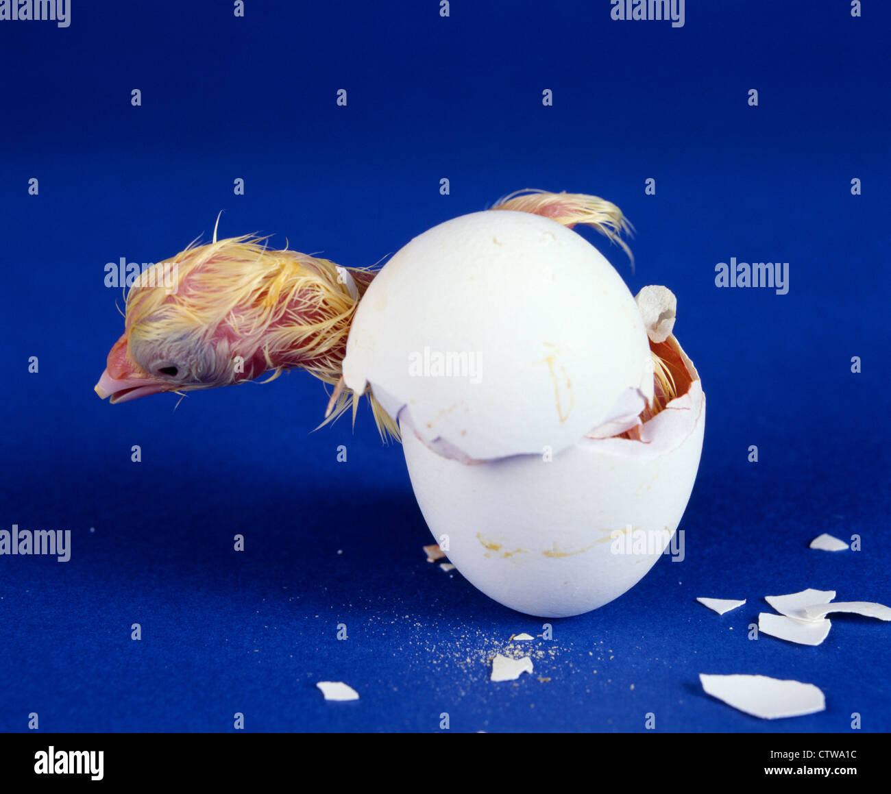 Hy line white leghorn hi-res stock photography and images - Alamy
