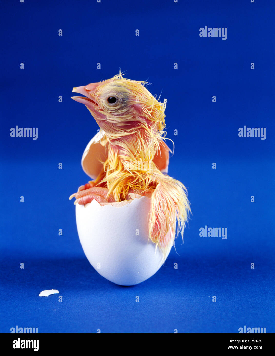 Hy line white leghorn hi-res stock photography and images - Alamy