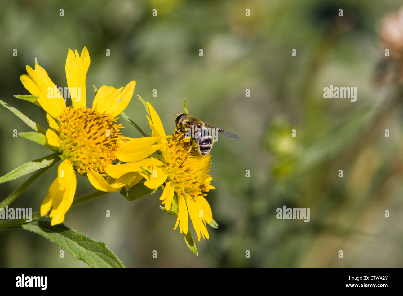 Bee, coated with pollen, feeding on Lanceleaf Coreopsis wildflower at ...