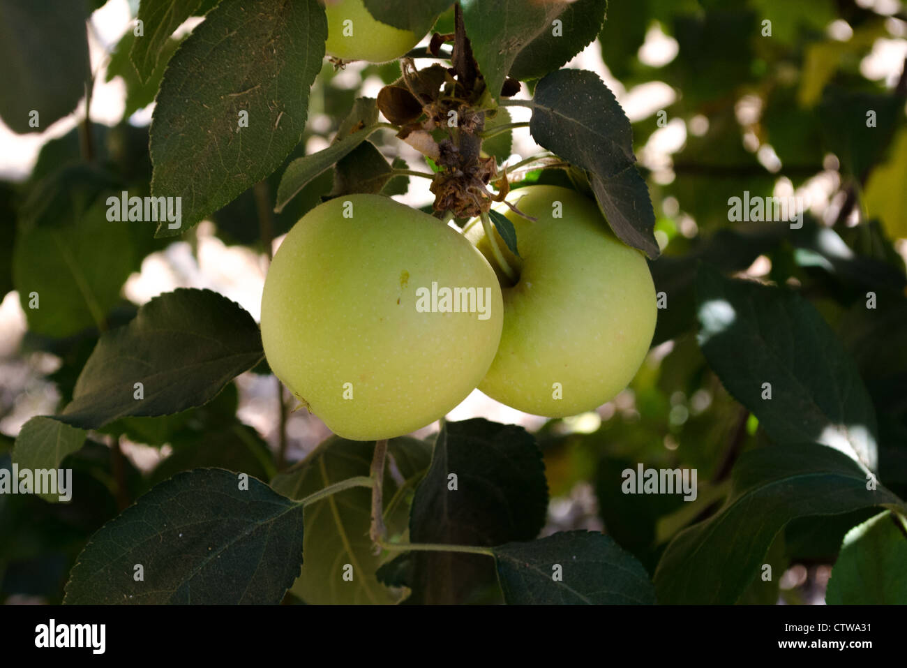 Hanging almost ripe hi-res stock photography and images - Alamy