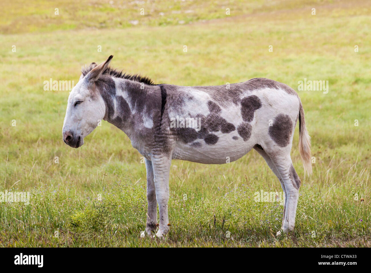 Donkey, Equus africanus asinus, feral donkey known as "begging burro ...