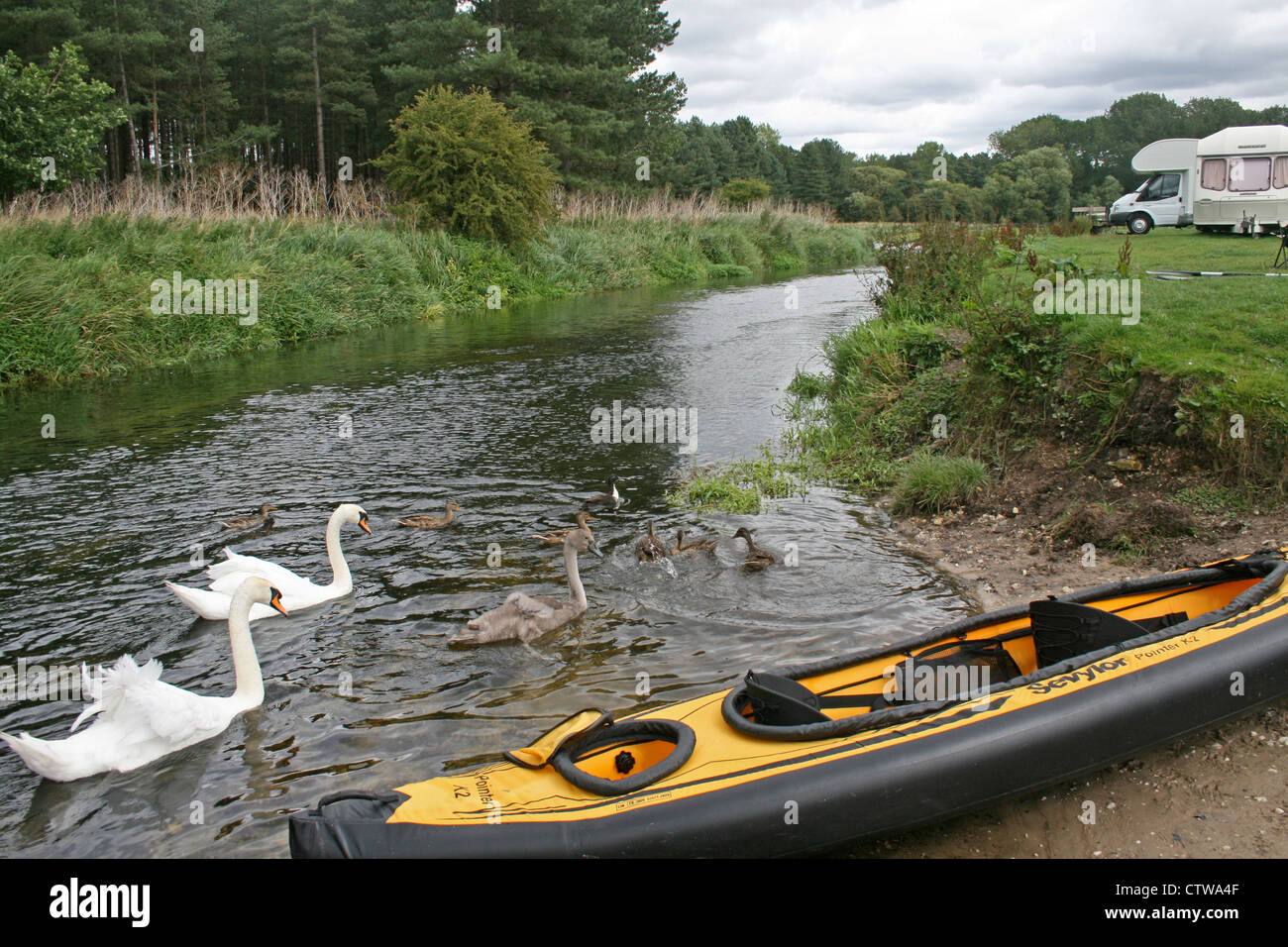 Swans and canoe in Thetford Forest, beside the Little Ouse River ...