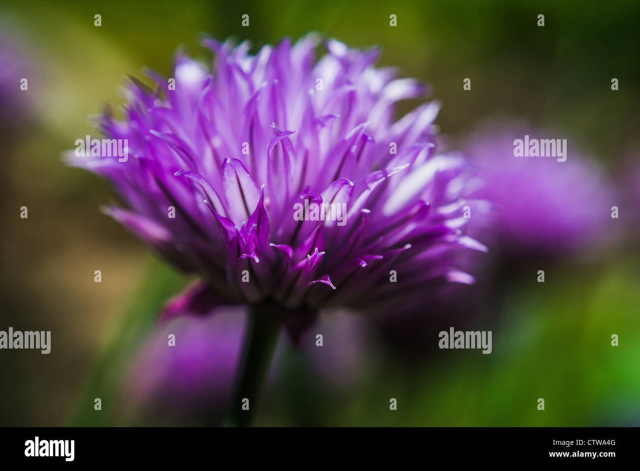 Chive chives hi-res stock photography and images - Alamy