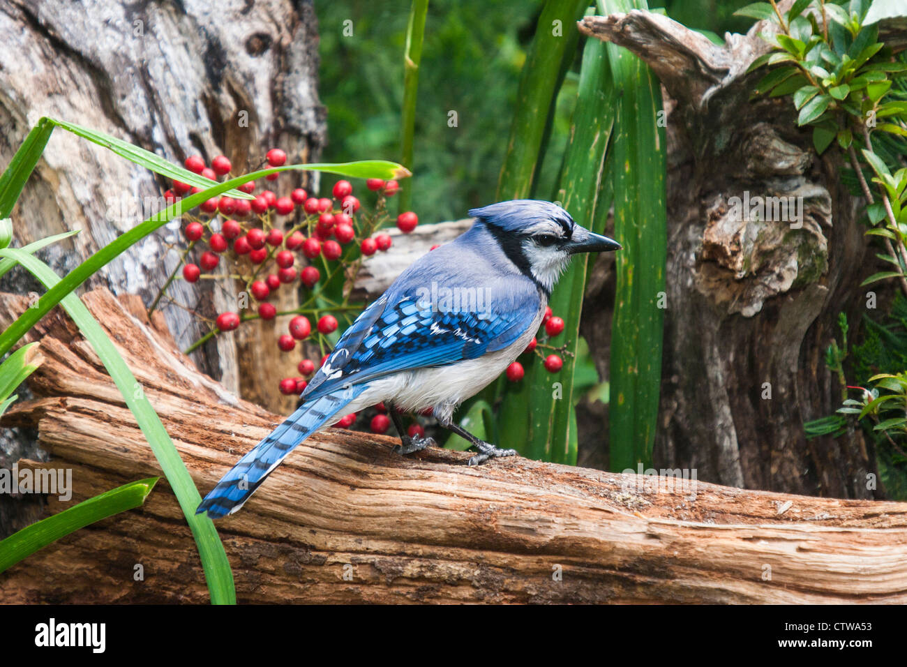 Blue Jay, Cyanocitta cristata, in June in backyard wildlife habitat in ...