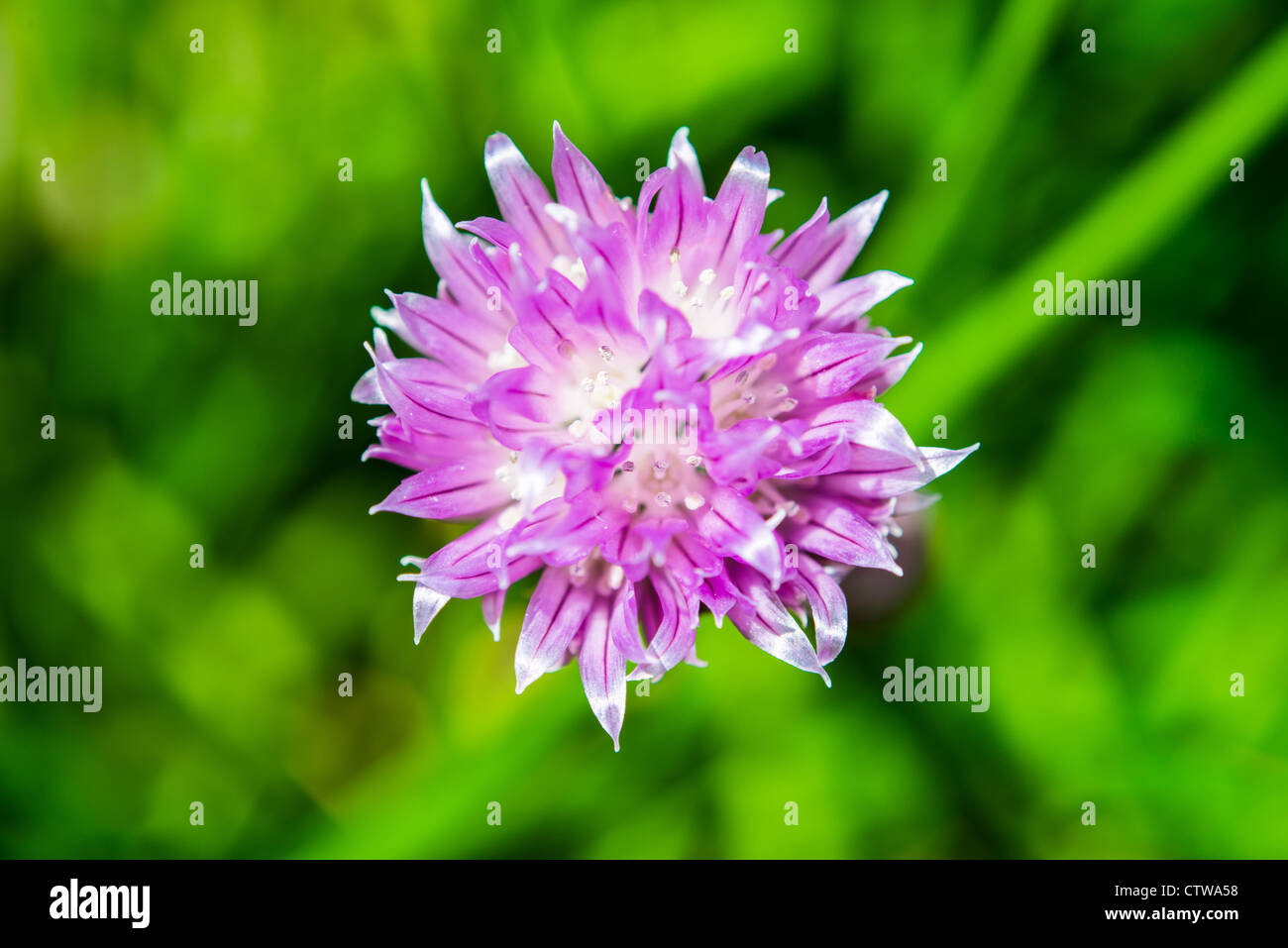 Chives with flowers hi-res stock photography and images - Alamy