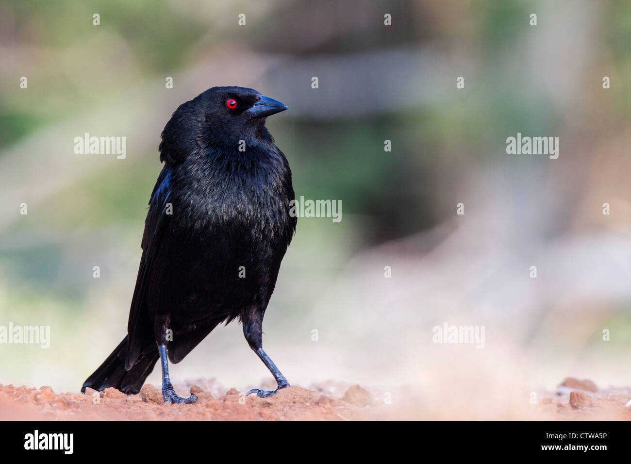 Bronzed male hi-res stock photography and images - Alamy