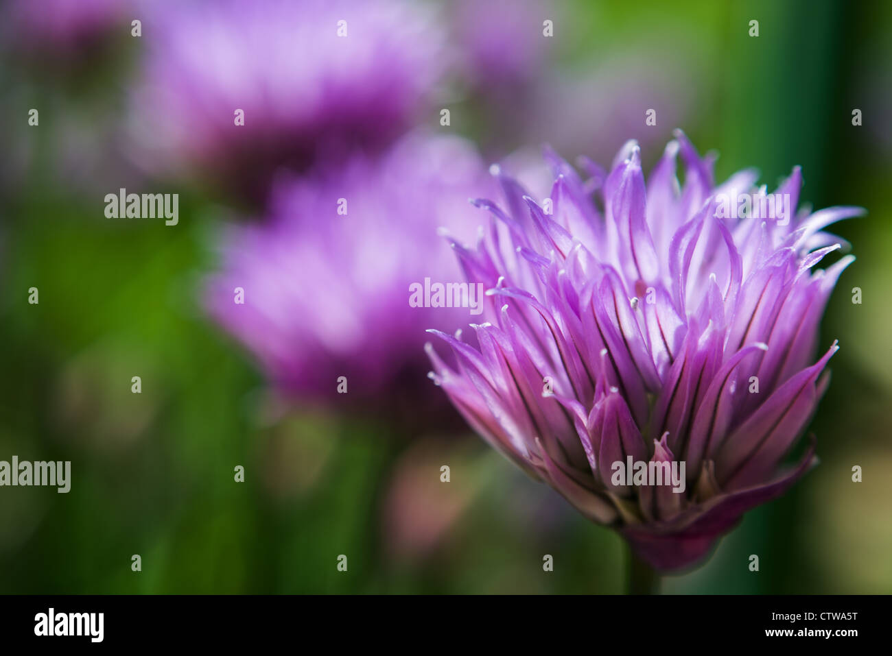 Chives with flowers hi-res stock photography and images - Alamy