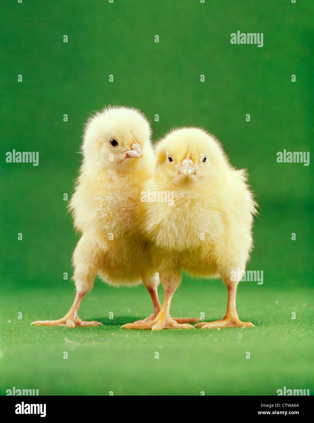 2 DAY OLD PULLET CHICKS Stock Photo - Alamy