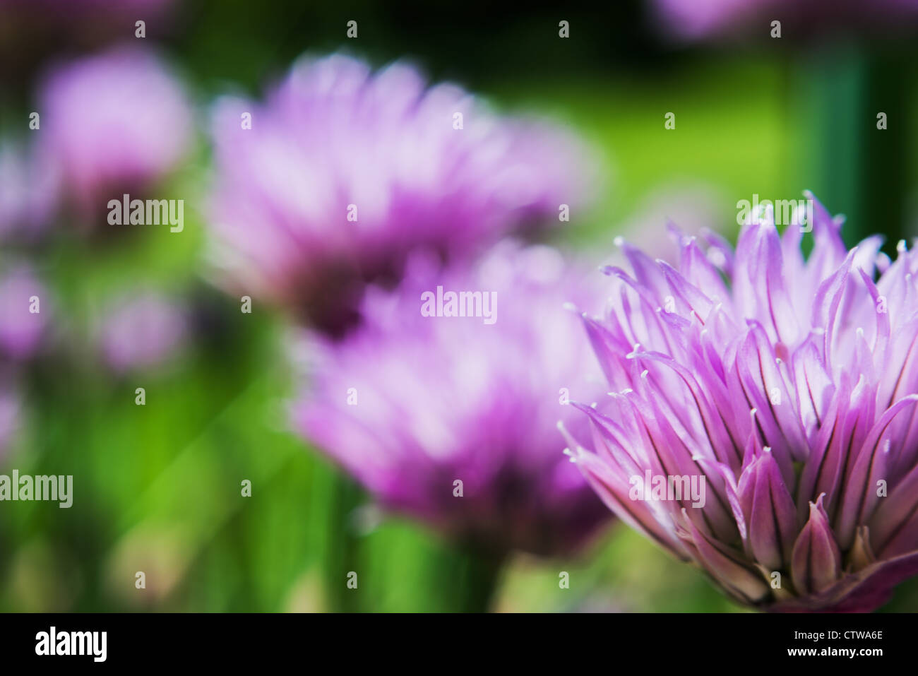 Chives with flowers hi-res stock photography and images - Alamy