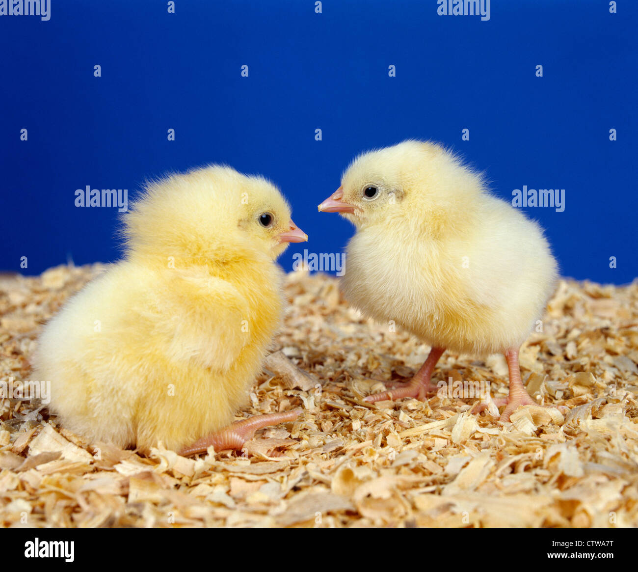 Hy line white leghorn hi-res stock photography and images - Alamy