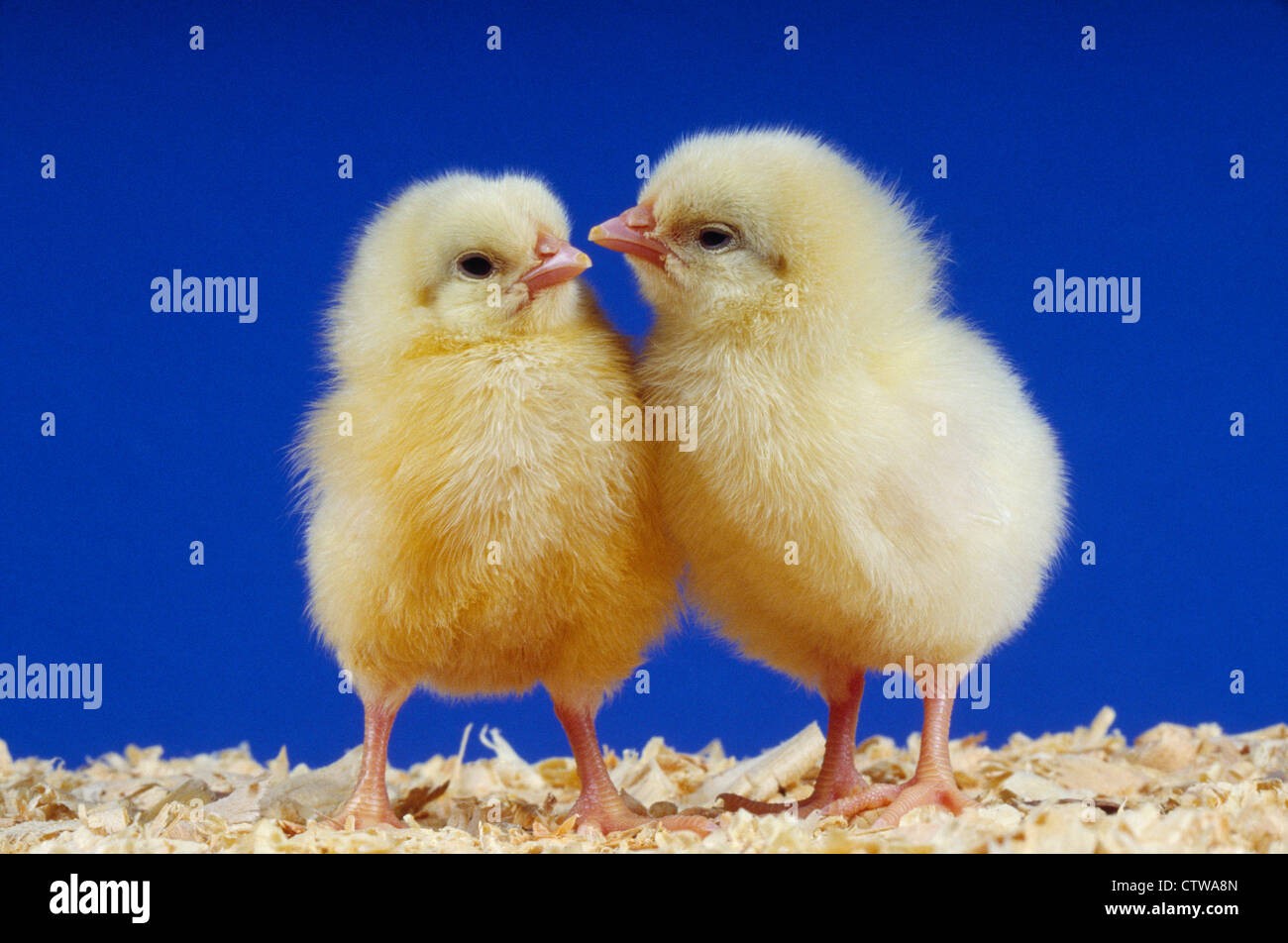 Day old layer chicks High Resolution Stock Photography and Images - Alamy
