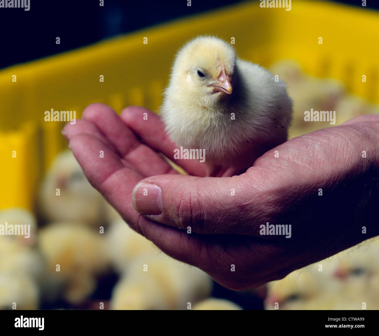Day old layer chicks hi-res stock photography and images - Alamy