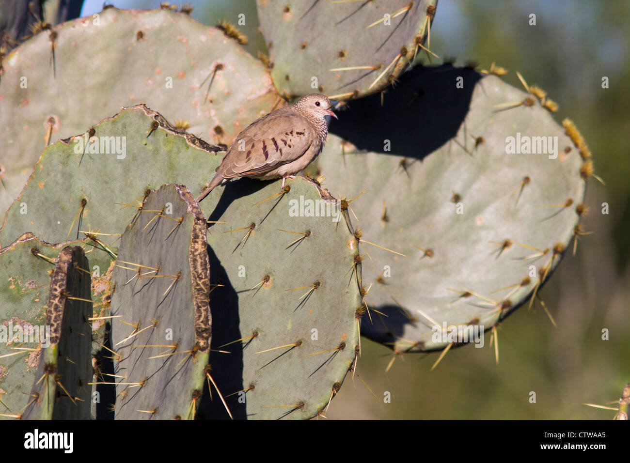 Common Ground-Dove, Columbina passerina, on cactus plant at a ranch in ...