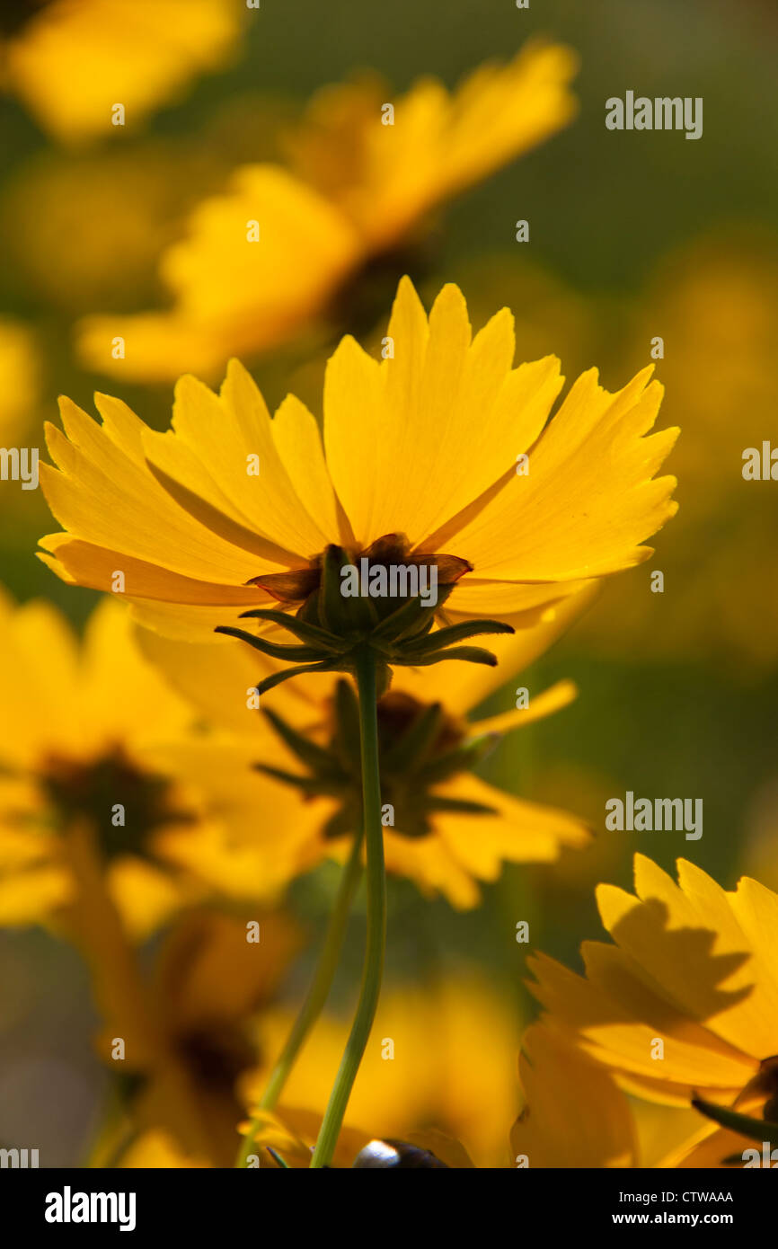 Backlit, translucent Coreopsis wildflowers along Texas farm-to-market ...