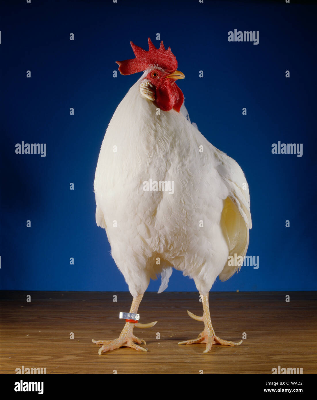 SINGLE COMB WHITE LEGHORN (COCK Stock Photo - Alamy