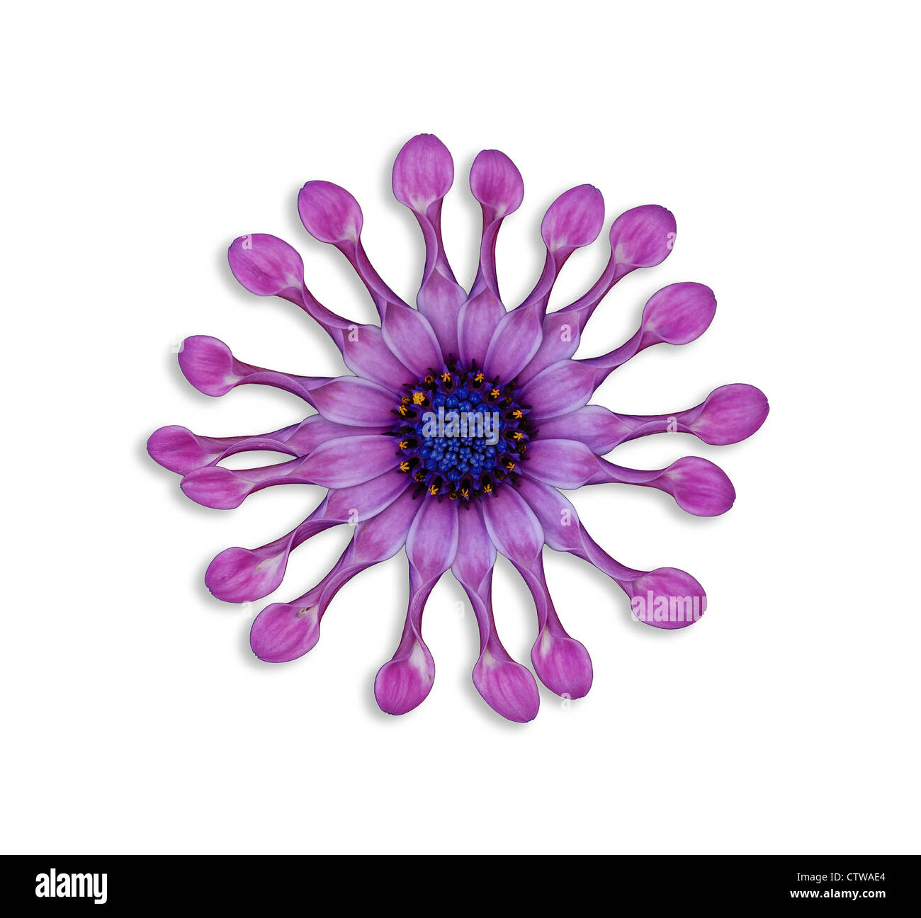 African daisy soprano hi-res stock photography and images - Alamy